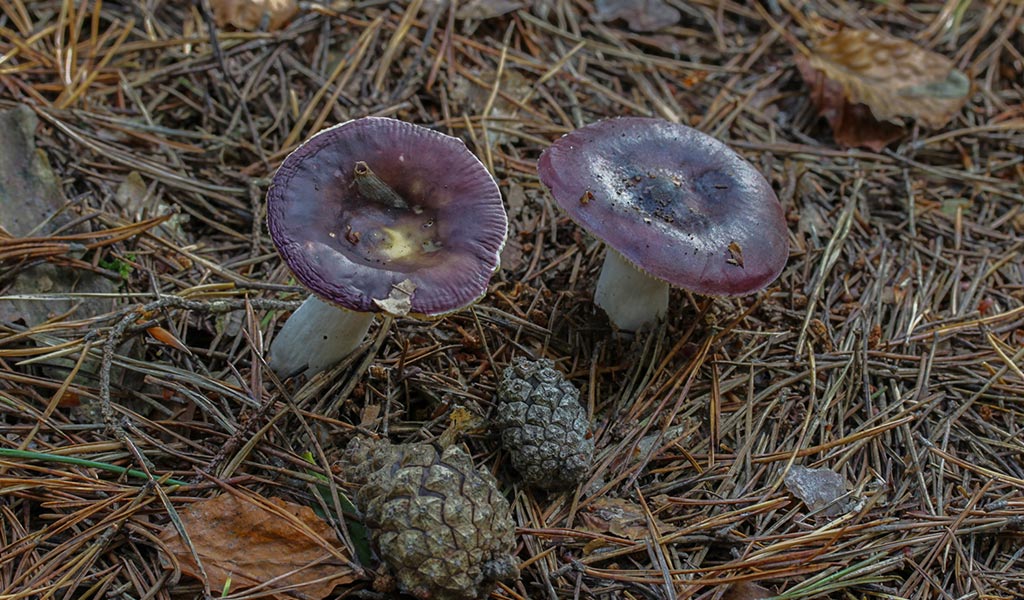 Russula decipiens – RUSSULA