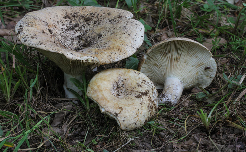 Russula delica – RUSSULA