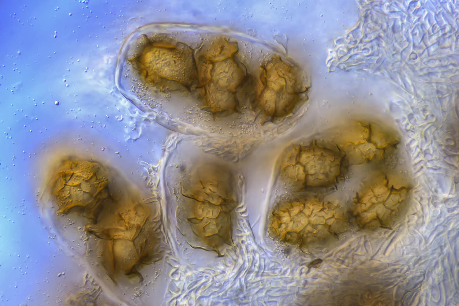Hypogäenkurs 2019 – RUSSULA