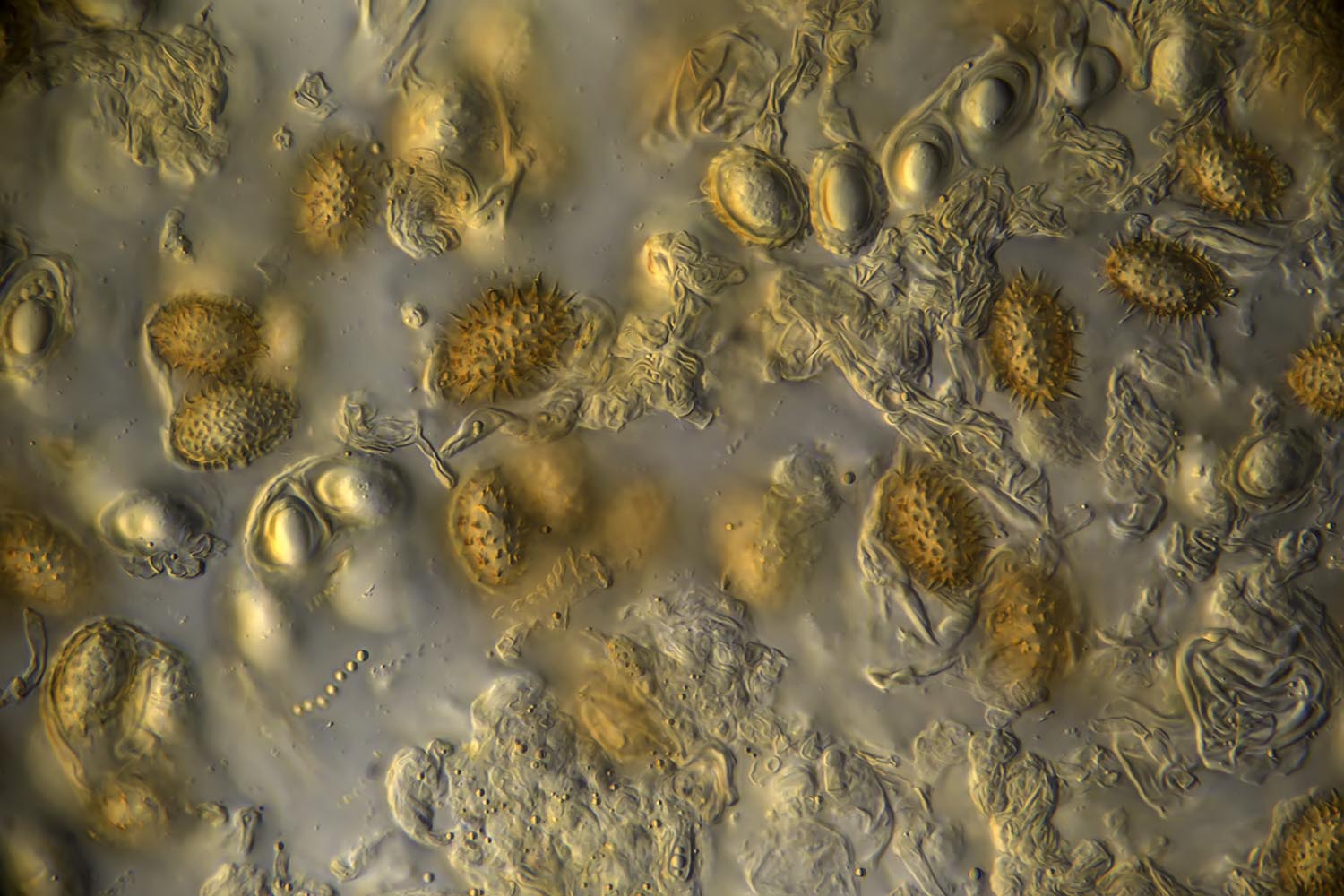 Hypogäenkurs 2019 – RUSSULA