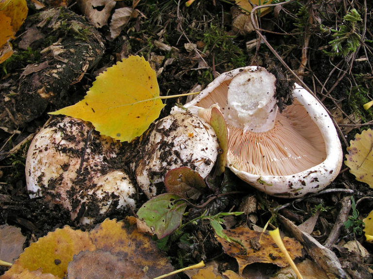 Lactarius – RUSSULA